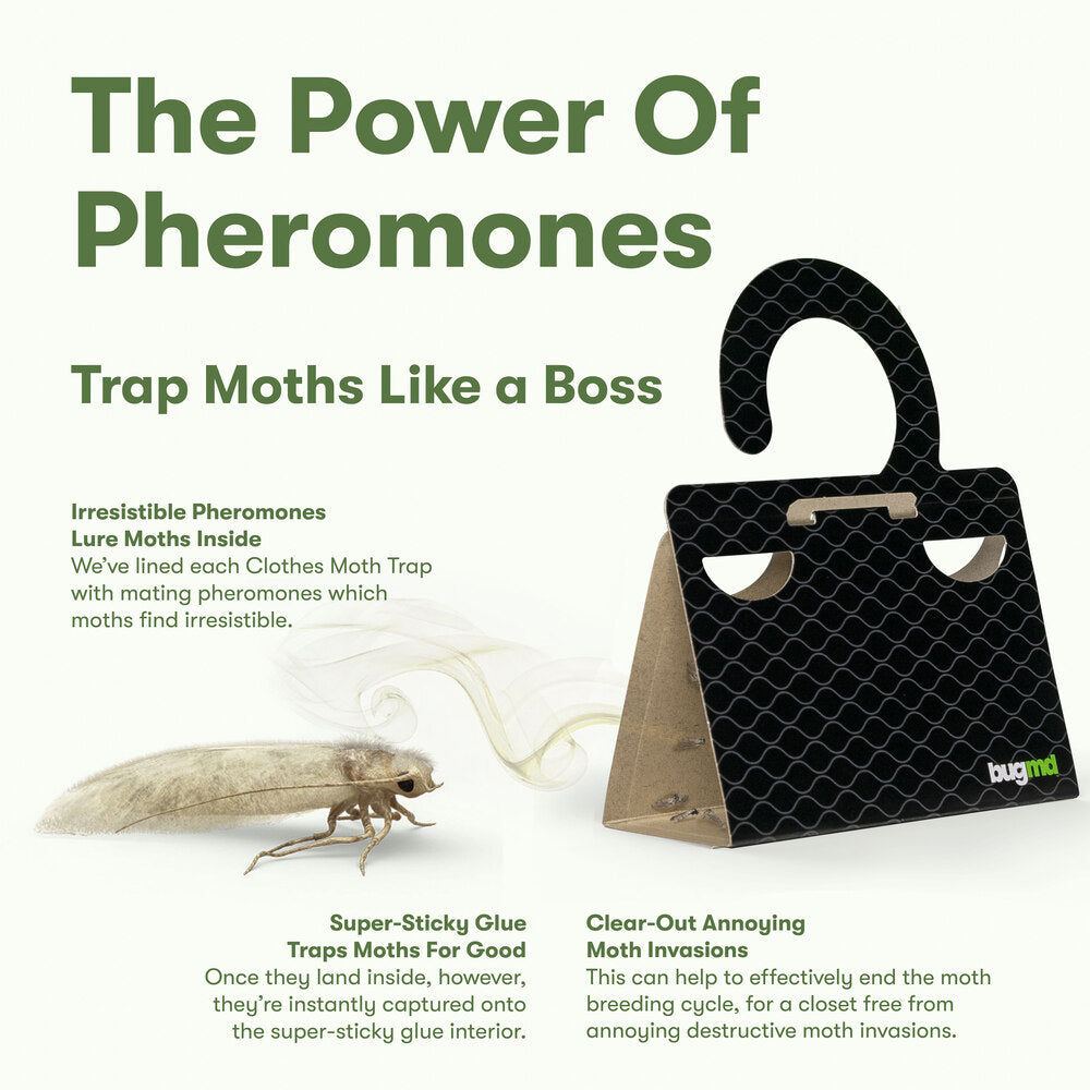 BugMD Clothes Moth Boss | Pheromone PermaGlue Moth Traps – bugmd